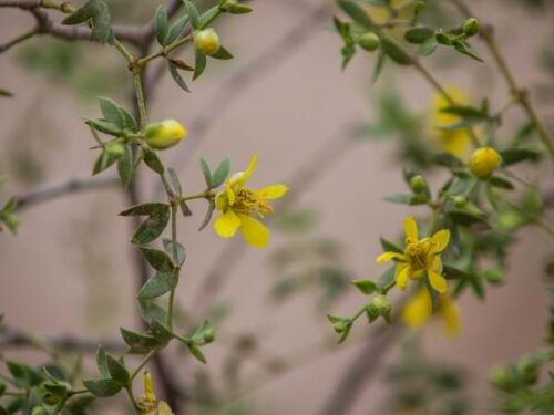 Jarilla Un arbusto silvestre con propiedades medicinales