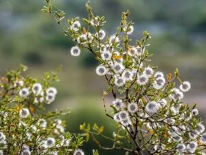 Jarilla Un arbusto silvestre con propiedades medicinales