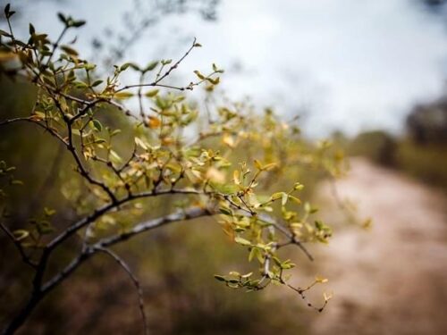 Jarilla Un arbusto silvestre con propiedades medicinales
