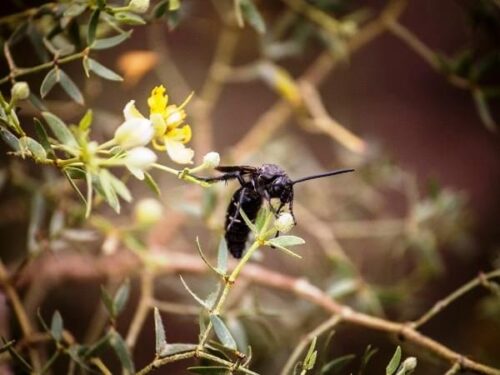 Jarilla Un arbusto silvestre con propiedades medicinales